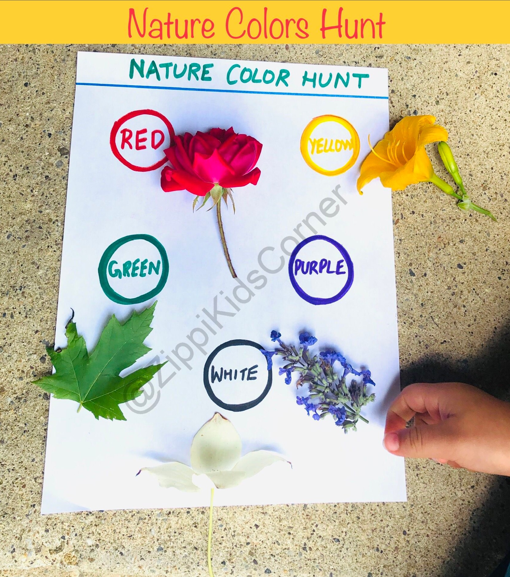 Learning with Nature Activities for toddlers - Zippi Kids
